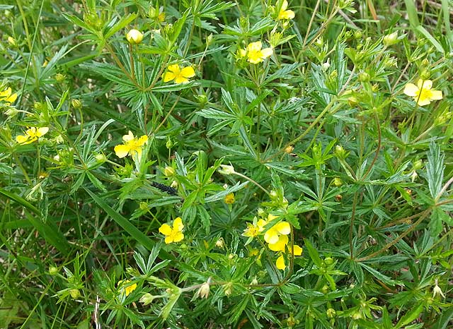 Björn's blog - Flowers of Kullfallet