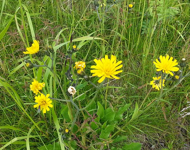 Björn's blog - Flowers of Kullfallet